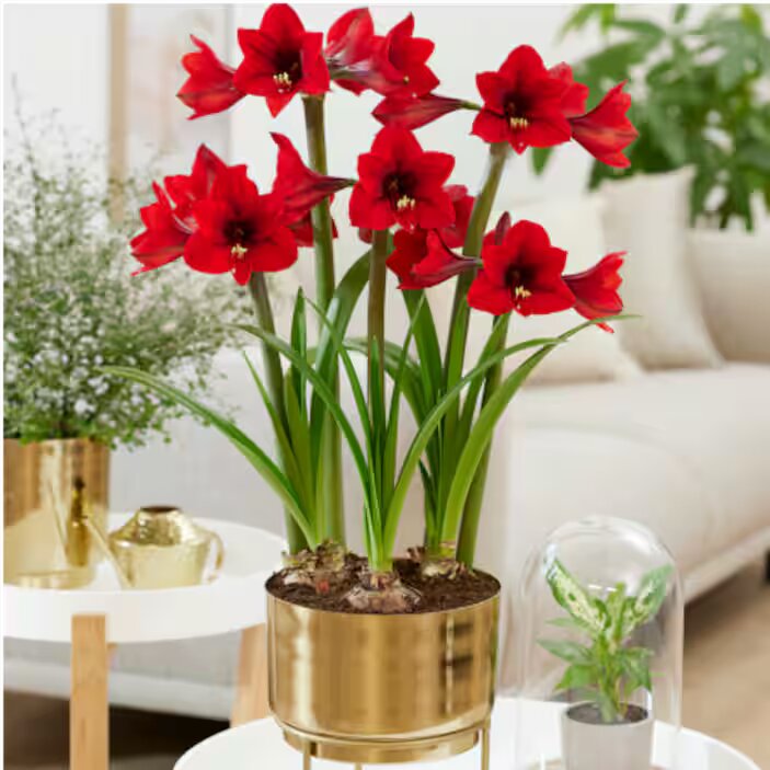 Zift Zillions of Gifts Virtual – A Gift For You $25 Gift Card (Email ...