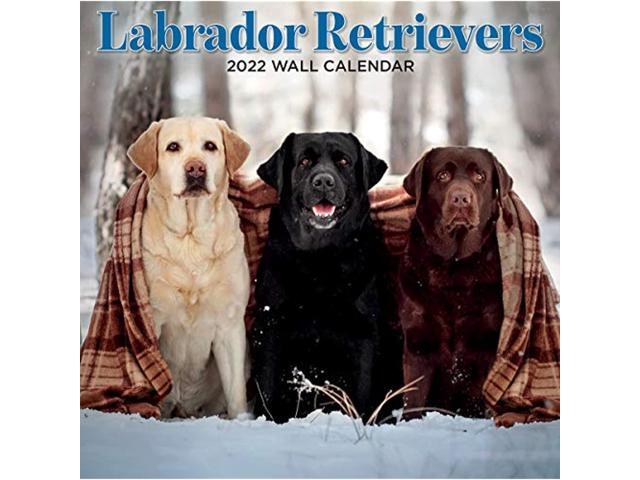 Photographic Labrador Retrievers 12X12 Wall Calendar (22998940083 ...
