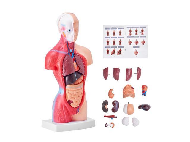 Human Body Model, 15 Parts 11 inch, Human Torso Anatomy Model ...