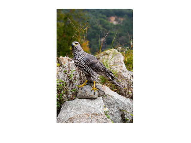 Click here for Hi-Line Gift Northern Goshawk Standing On Rock Sta... prices