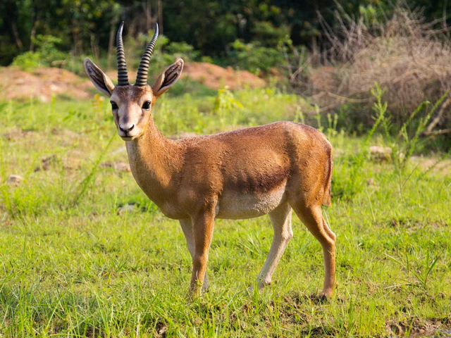 Click here for Hi-Line Gift Gazelle Statue prices