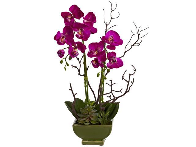 Click here for Orchid & Succulent Arrangement prices