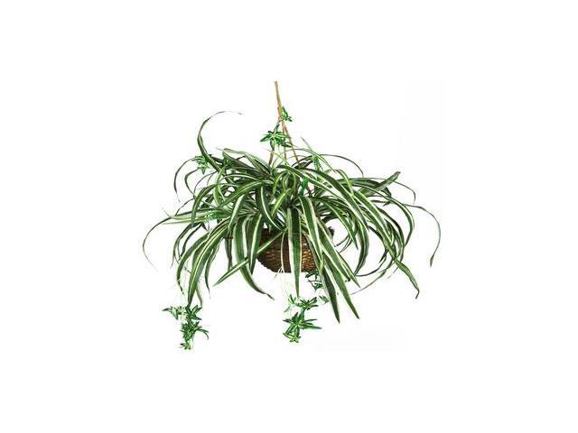 Click here for Nearly Natural 6607 Spider Silk Hanging Basket- Gr... prices