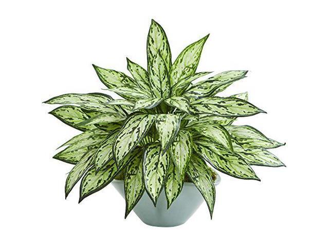 Click here for Silver Queen Artificial Plant in Green Vase prices