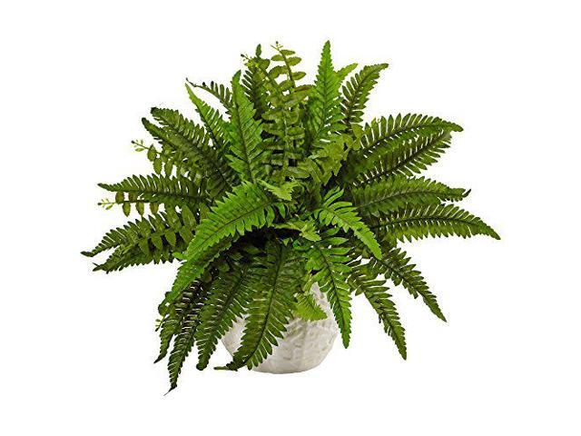 Click here for Boston Fern in White Planter prices