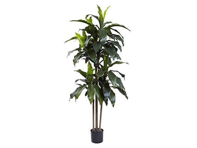 Click here for 5 Dracaena Plant UV Resistant (Indoor/Outdoor) prices