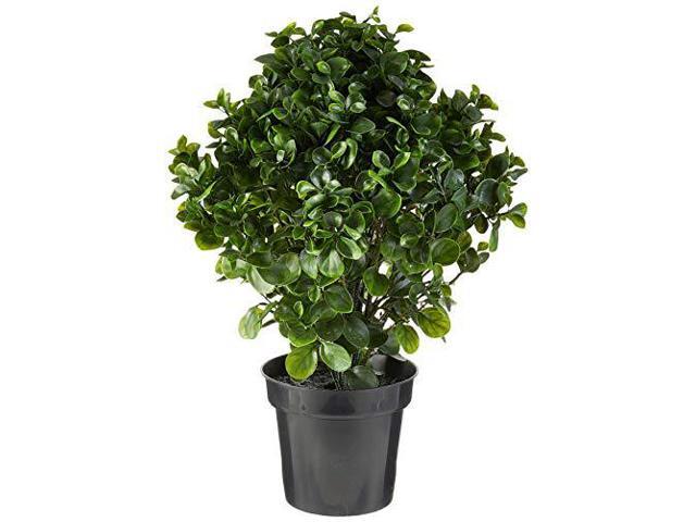 Click here for 28 Peperomia Plant UV Resistant (Indoor/Outdoor) prices