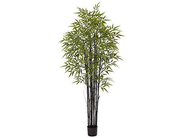Click here for 6 Black Bamboo Tree UV Resistant (Indoor/Outdoor) prices