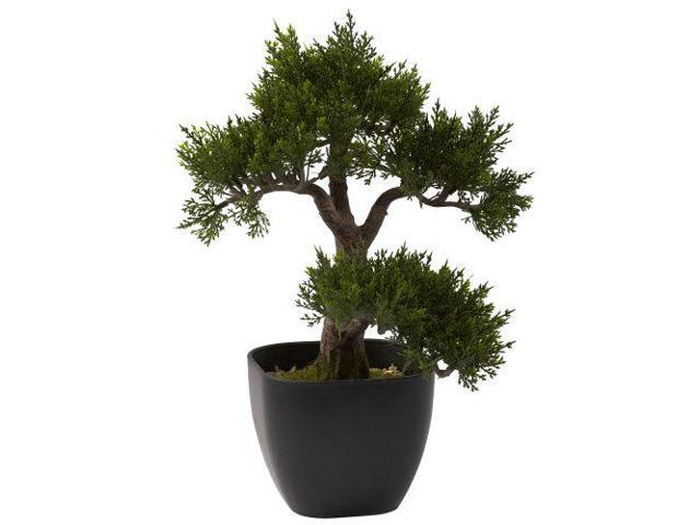 Click here for 15 Cedar Bonsai prices
