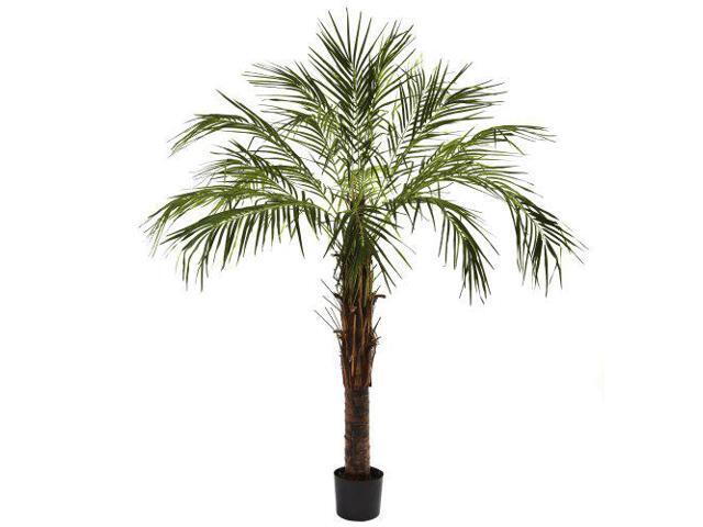 Click here for 6 Robellini Palm Tree prices