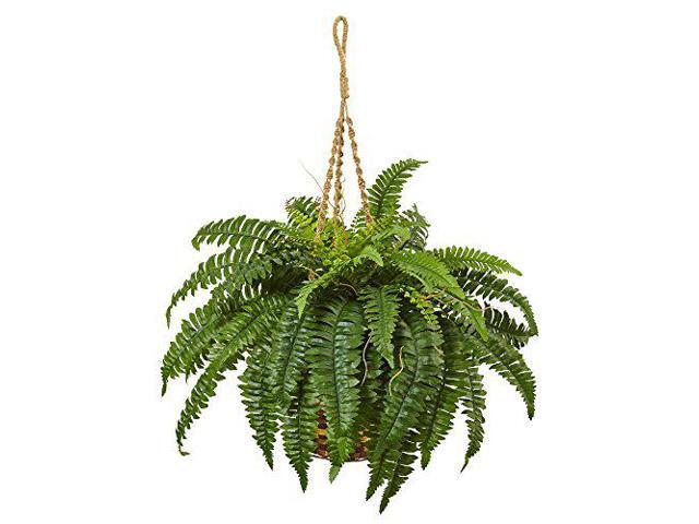 Click here for Boston Fern Hanging Basket prices