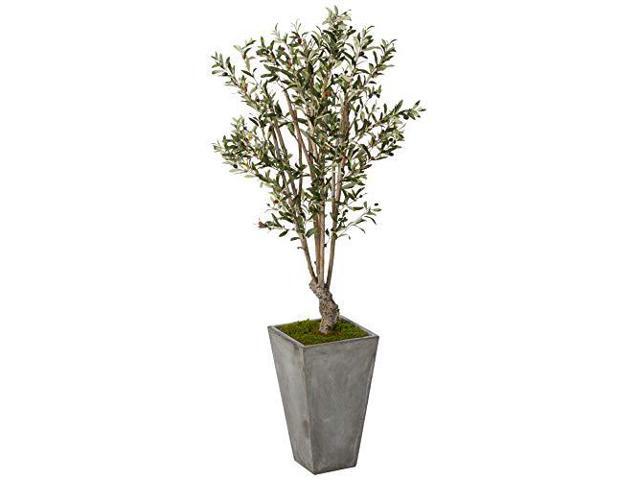 Click here for 6 Olive Tree in Stone Planter prices
