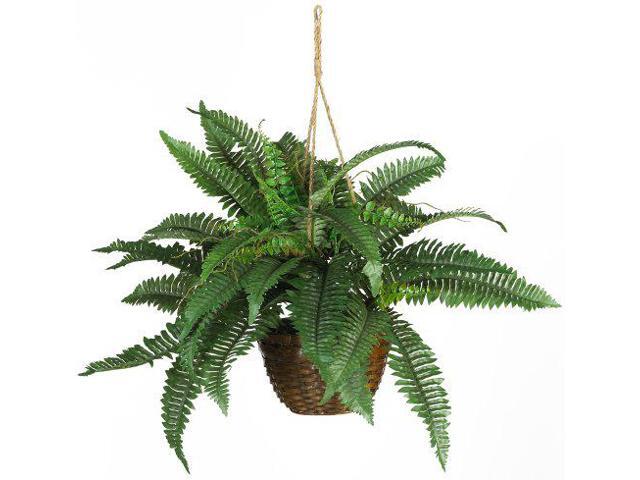 Click here for Boston Fern Silk Hanging Basket prices