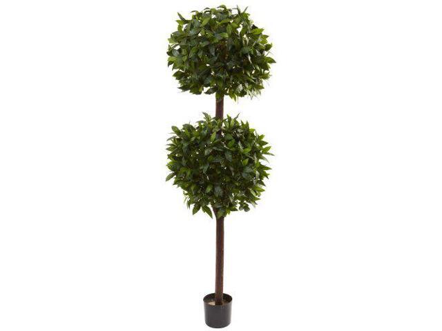 Click here for 6 Sweet Bay Double Ball Topiary prices