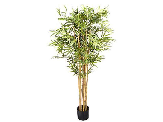 Click here for 5 Multi Bambusa Bamboo Silk Tree prices