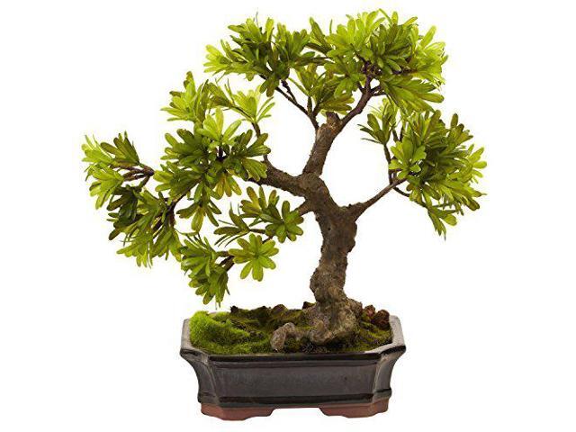 Click here for Podocarpus w/Mossed Bonsai Planter prices