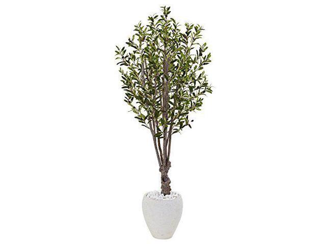 Click here for 5 Olive Tree in White Oval Planter prices