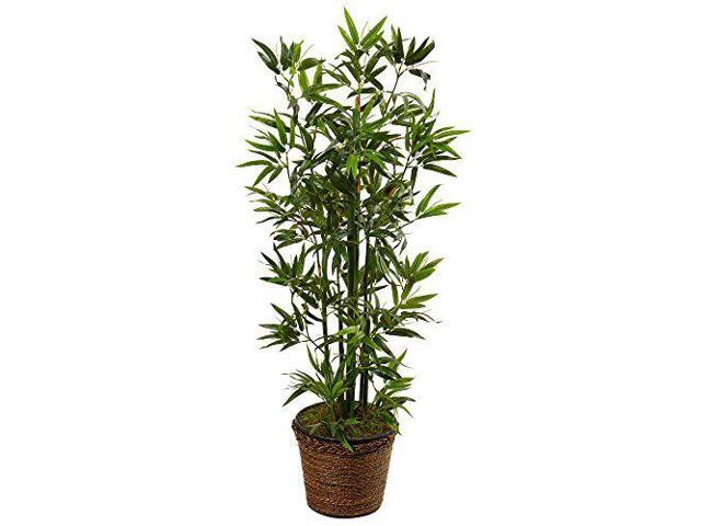 Click here for 4 Bamboo Tree in Coiled Rope Planter prices