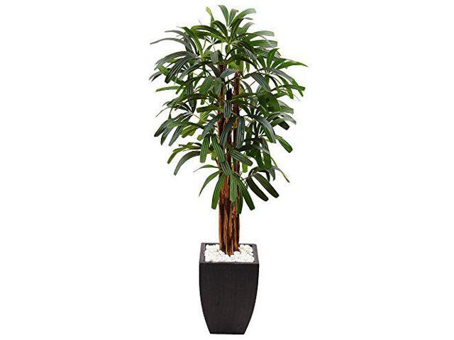 Click here for 5.5 Raphis Plam Tree in Black Planter prices