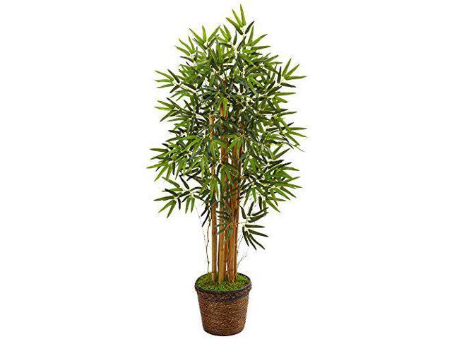Click here for 4.5 Bamboo Tree in Coiled Rope Planter prices