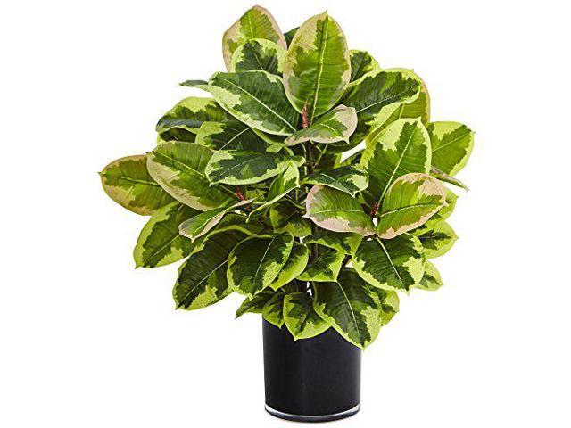 Click here for Rubber Plant in Glossy Cylinder (Real Touch) prices