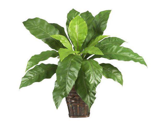 Click here for Nearly Natural 6530 Bird Nest Fern with Wicker Bas... prices