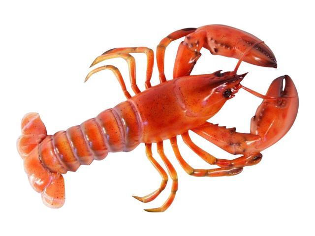 Click here for Maine Ocean Sea Steamed Red Lobster Fishing 16 Inc... prices