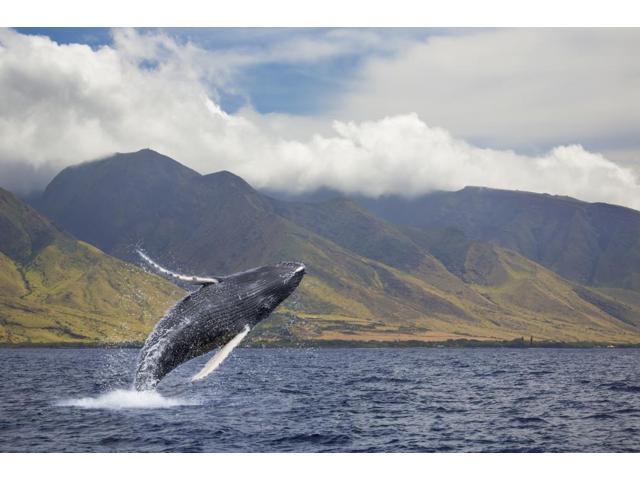 Click here for A breaching humpback whale (Megaptera novaeangliae... prices