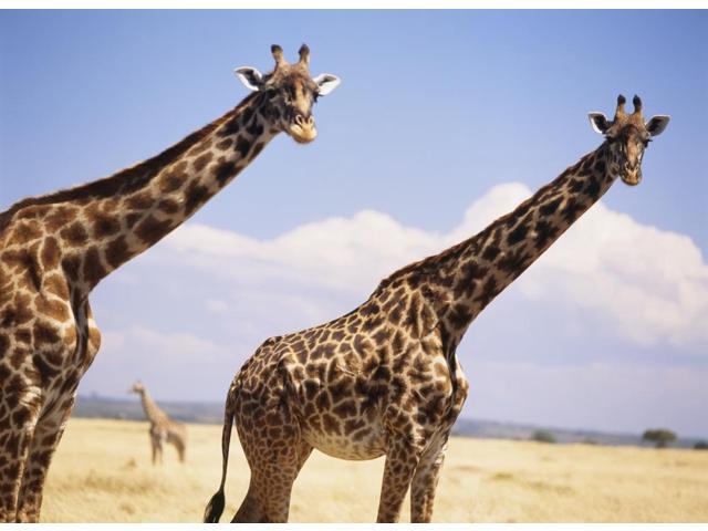 Click here for Giraffe Standing In Dry Grass On The Plains Of The... prices