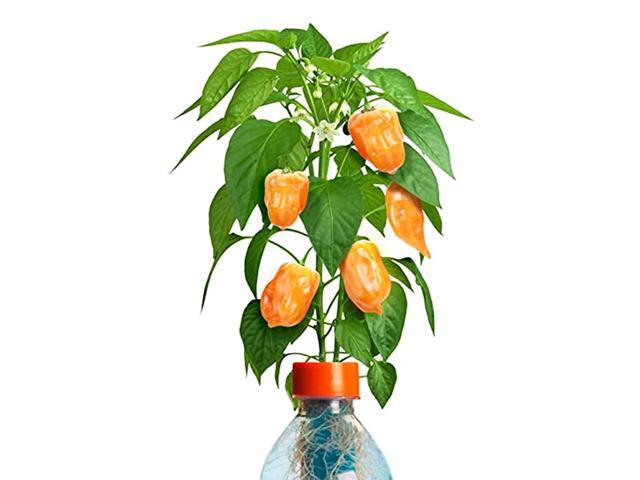 Click here for Petomato Habanero Plant prices