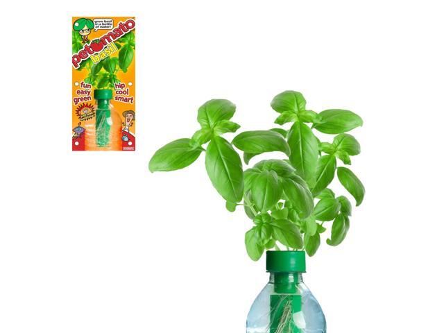 Click here for Petomato Basil Plant prices