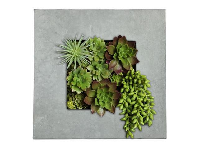 Click here for Modern Home Living Wall Galvanized Steel/Zinc Succ... prices