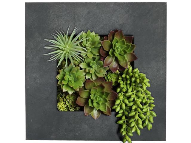 Click here for Modern Home Living Wall Galvanized Steel/Zinc Succ... prices