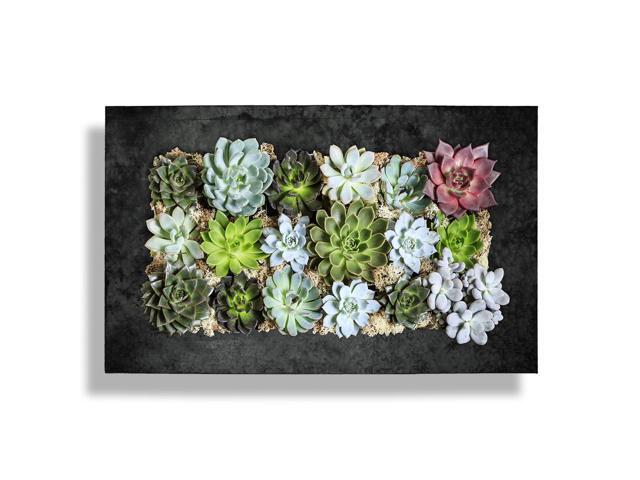 Click here for Modern Home Living Wall Galvanized Steel/Zinc Succ... prices