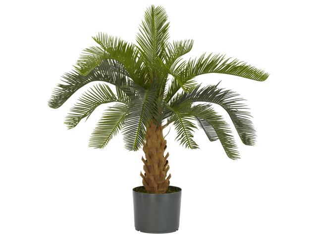 Click here for Cycas Silk Plant prices
