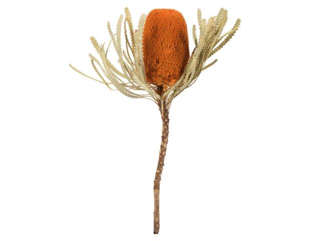 Click here for 12 Autumn Banksia Flower Stem 3/Pk prices