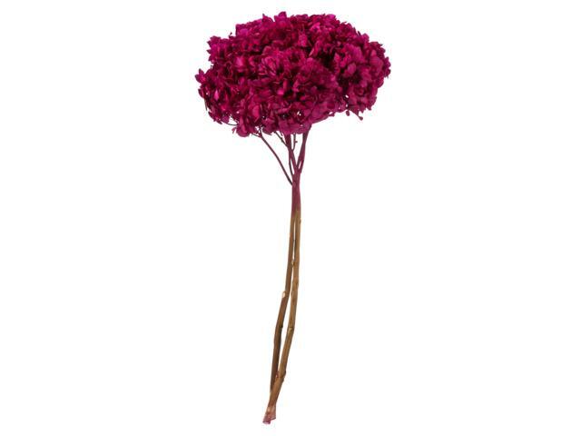 Click here for 15 Merlot Hydrangea Stem prices