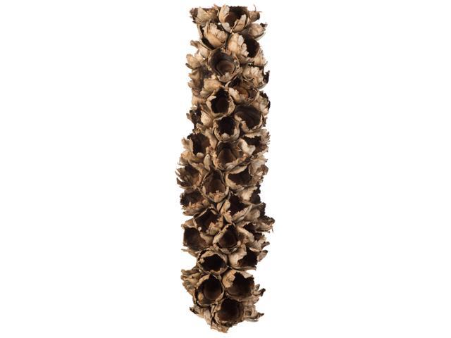 Click here for 26-28 Natural Giant Seed Pod Half prices