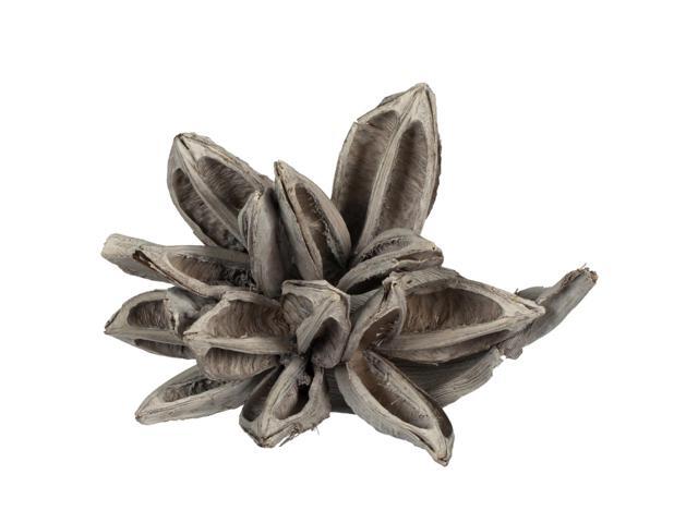 Click here for 6 White Wash Star Pod prices