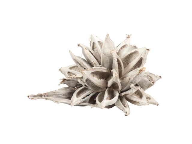 Click here for 12-16 White Wash Star Pod - 1Pc prices