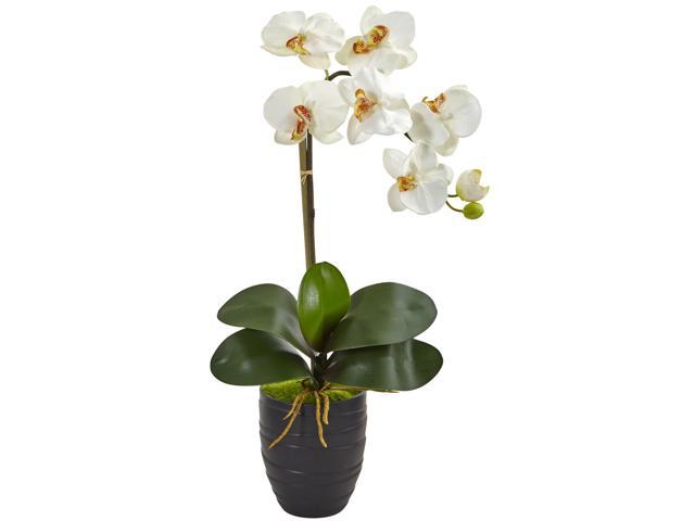 Click here for Phalaenopsis Orchid in Black Vase prices