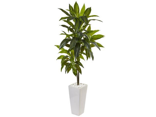 Click here for 3 Dracaena Plant in White Tower Planter prices