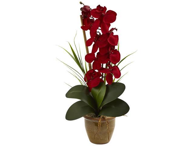Click here for Seasonal Phalaenopsis Orchid Arrangement prices