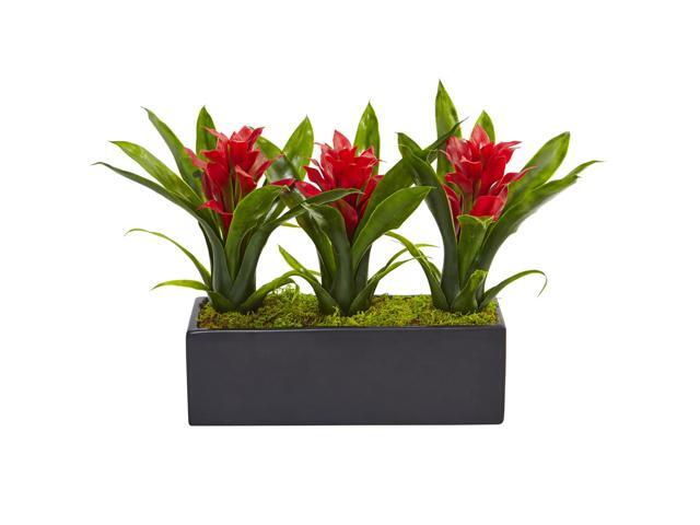 Click here for Bromeliads in Rectangular Planter prices