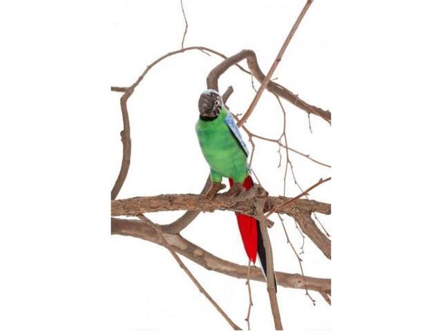 Click here for PARROT  GREENBLUE 7 prices