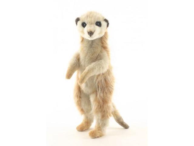 Click here for MEERKAT YOUTH UP 9 prices