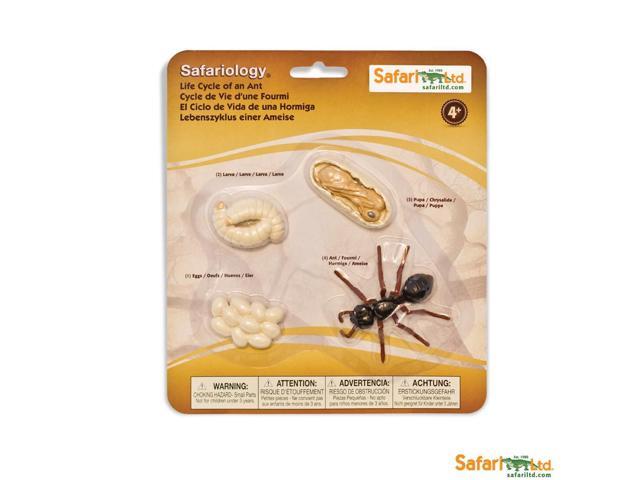 Click here for Life Cycle Of An Ant Figures Safari Ltd prices