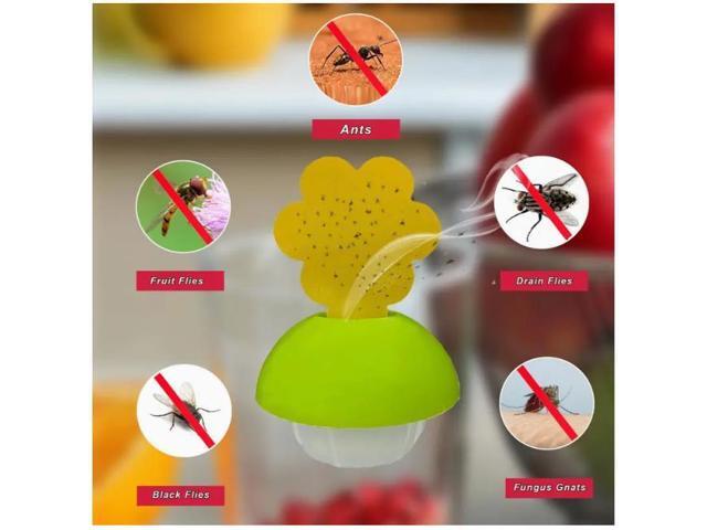 Click here for Fruit fly bottle  red fruit fly trap  fruit fly lu... prices