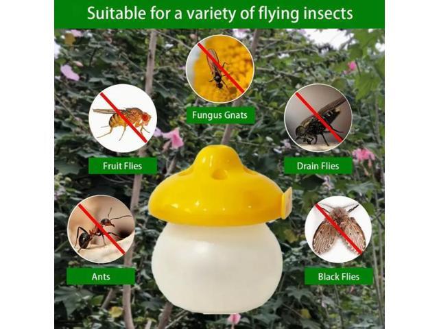 Click here for Fruit fly bottle  mushroom  yellowish-white fruit... prices