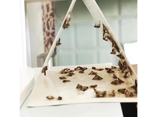 Click here for 12 pieces of the old model moth  2 boxes of moth t... prices